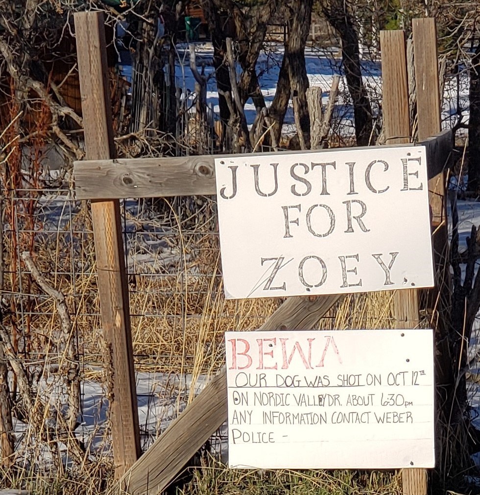 Derelict Dog Owners – The Internet home of Tony Rocco Hepp